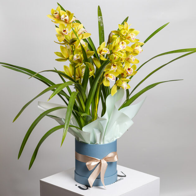 Orhidee Cymbidium in Ghiveci - O Eleganta Exotica pentru Acasa | IMOD ...